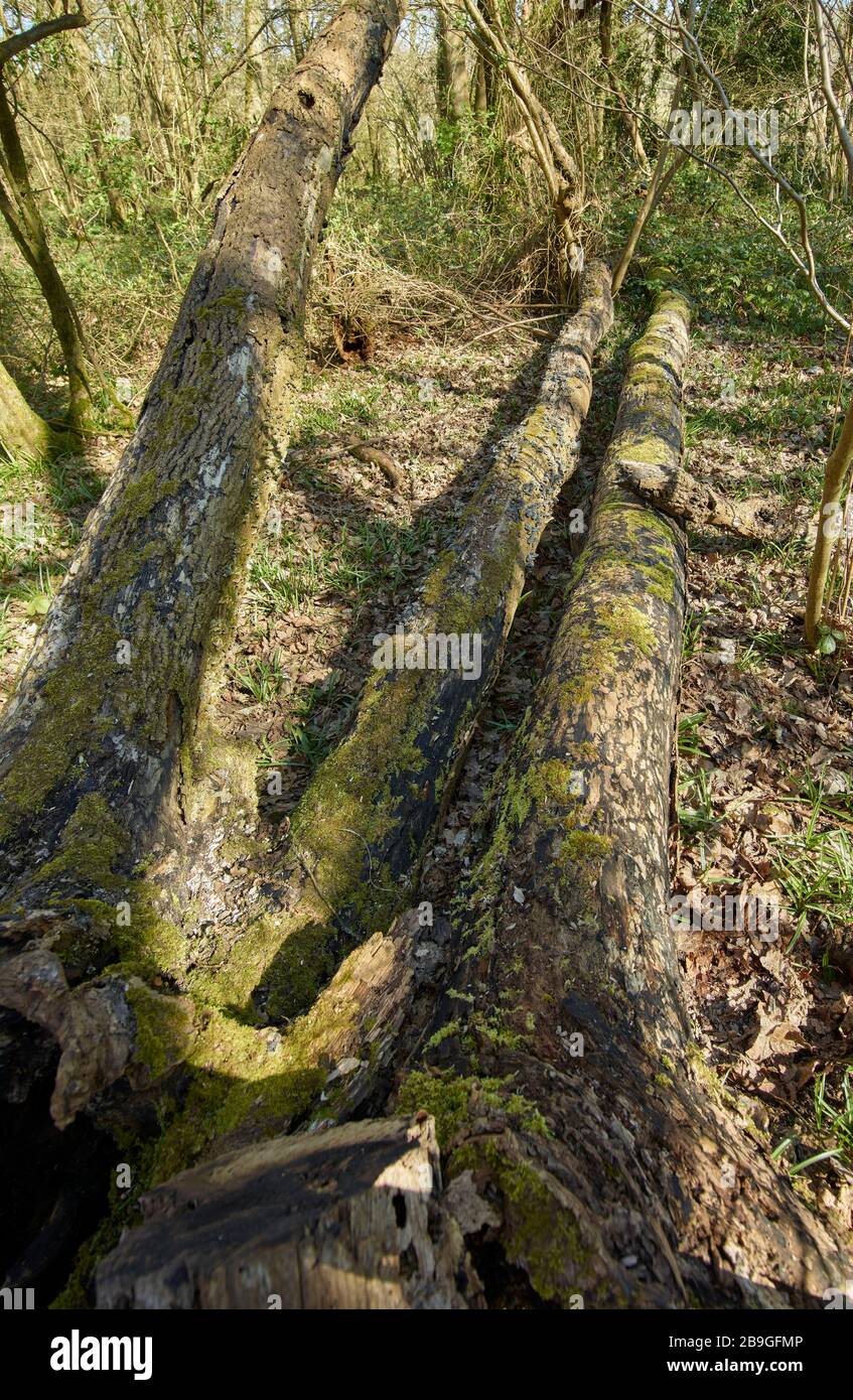 Illustrating Natures chaos with natural environment portraits Stock ...