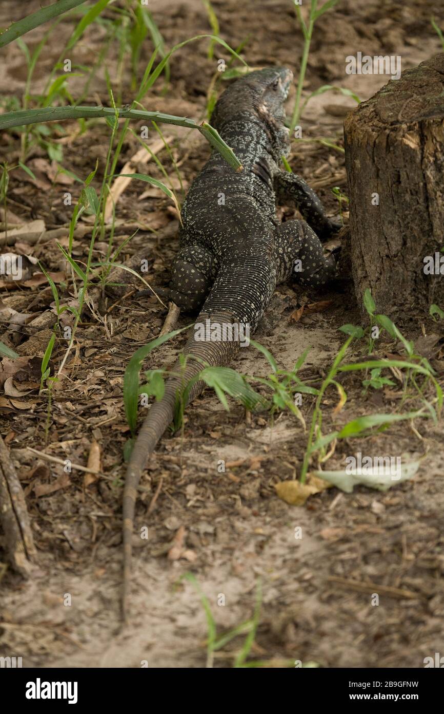 Teiú, Tupinambis teguixin, Lizard, Reptilia, Miranda, Mato Grosso do ...