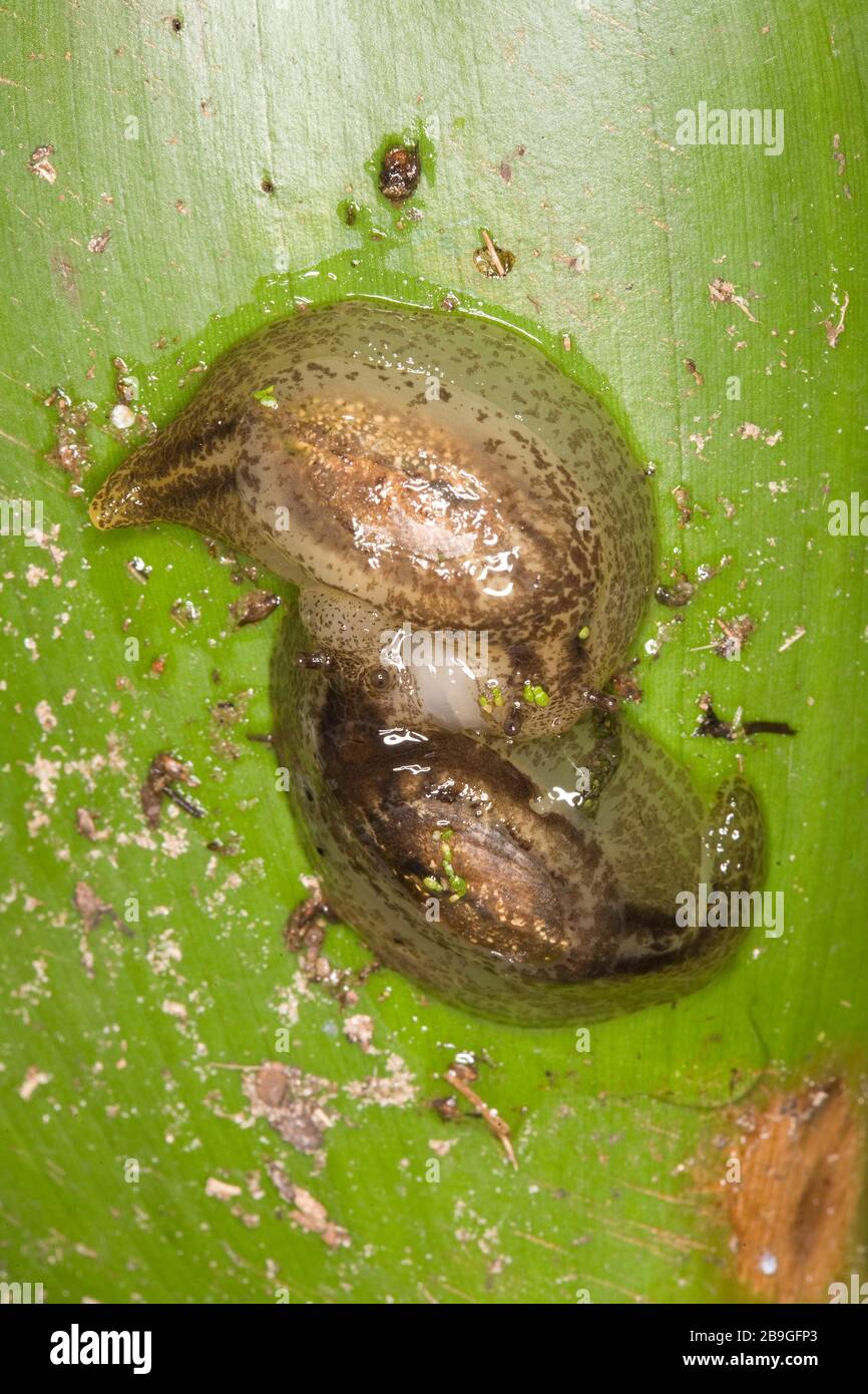 Mating of mollusks hi-res stock photography and images - Alamy