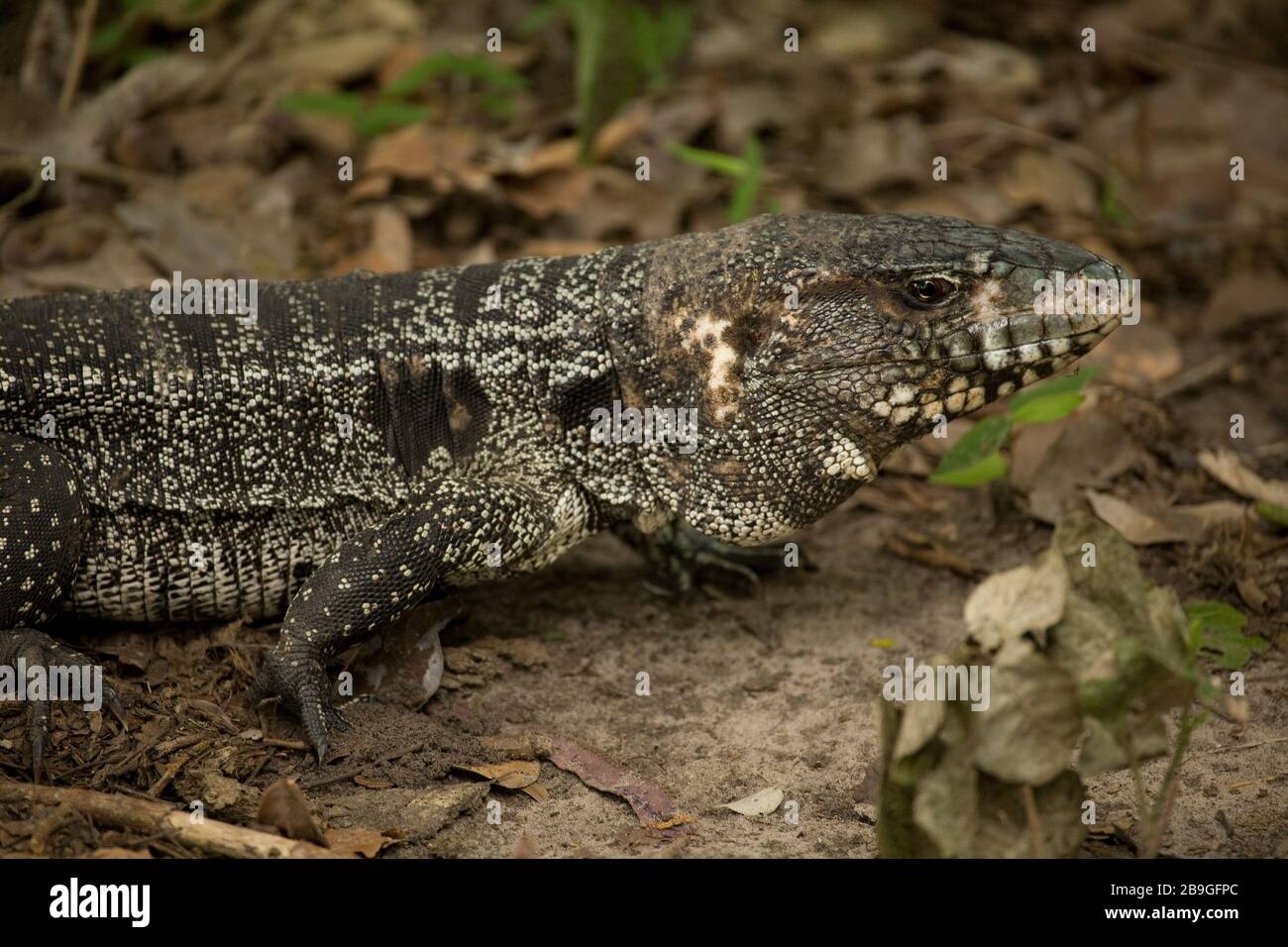 Teiú, Tupinambis teguixin, Lizard, Reptilia, Miranda, Mato Grosso do ...