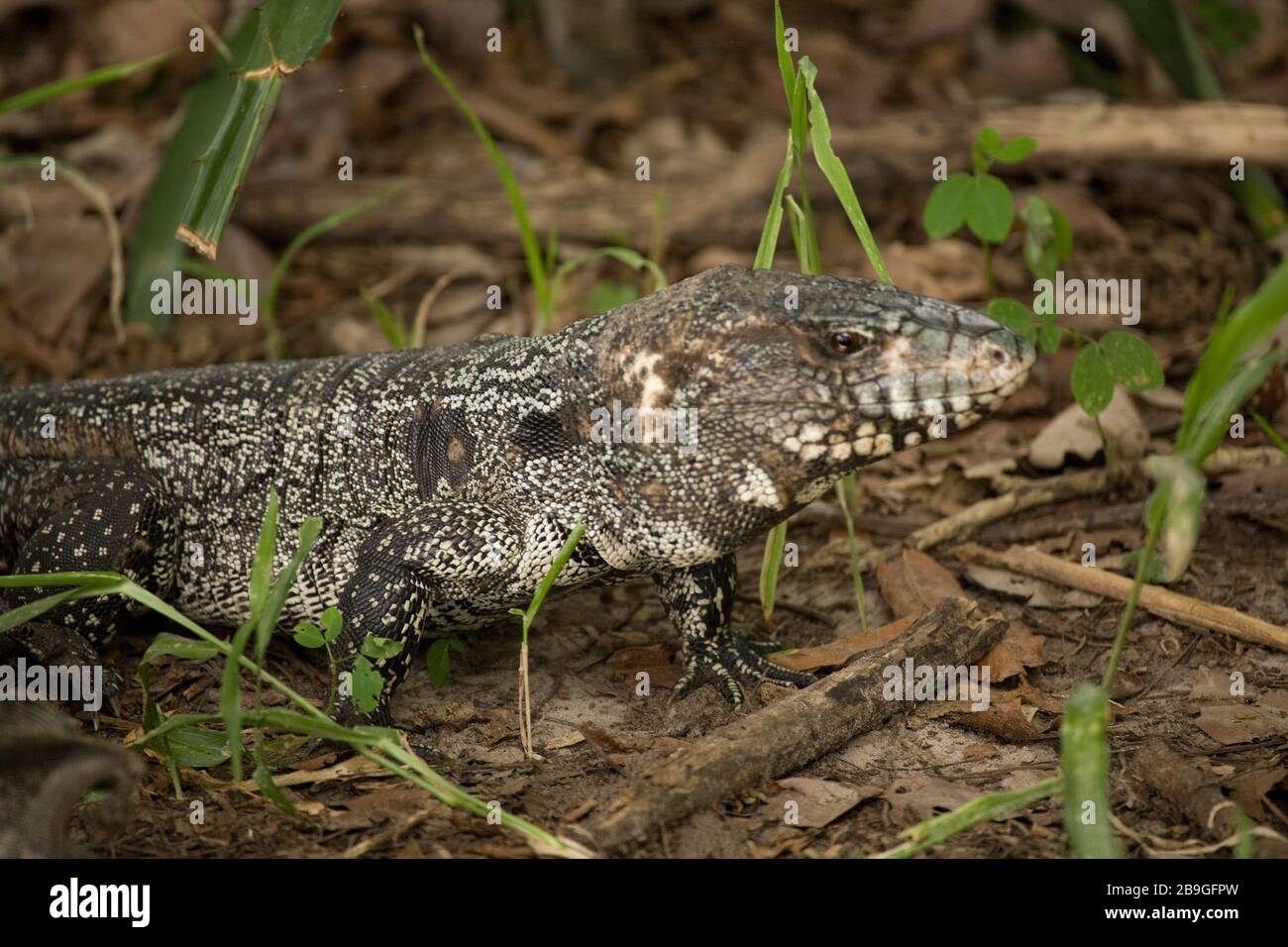 Tupinambis teguixin hi-res stock photography and images - Alamy