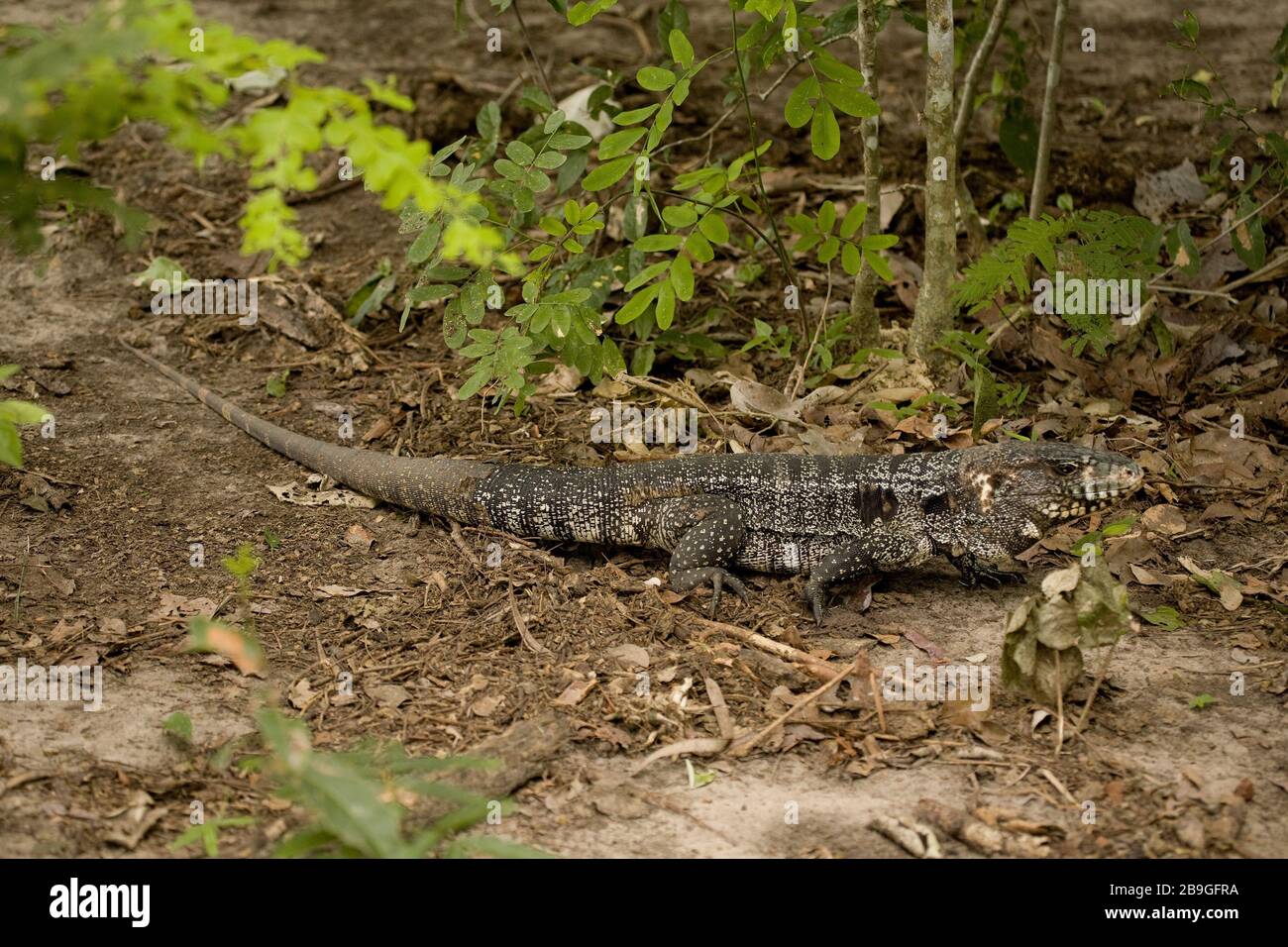 Teiú, Tupinambis teguixin, Lizard, Reptilia, Miranda, Mato Grosso do ...
