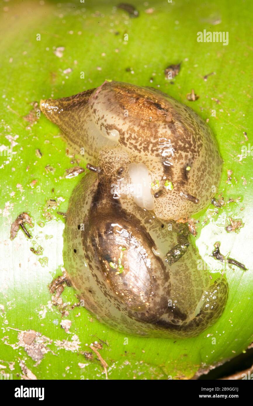 Insects matings hi-res stock photography and images - Alamy