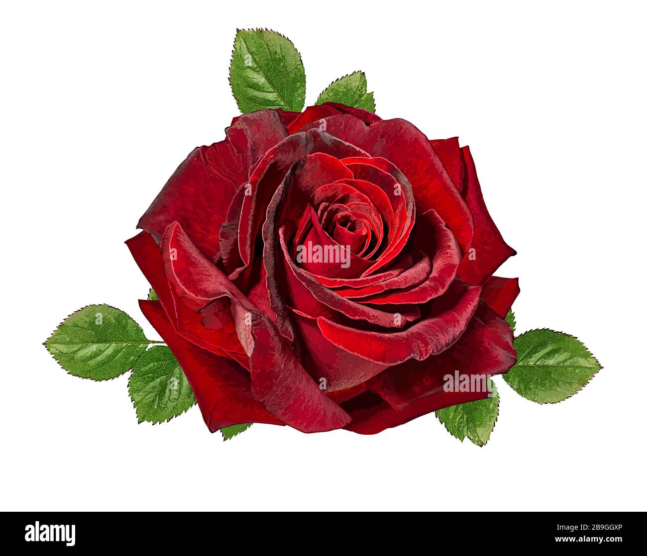 rose isolated on white background Stock Photo - Alamy