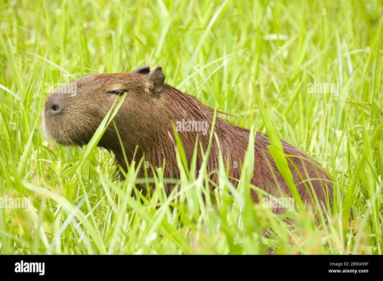 Capybara, Hydrochaeris hydrochaeris, in Pond Covered by Fencing ...
