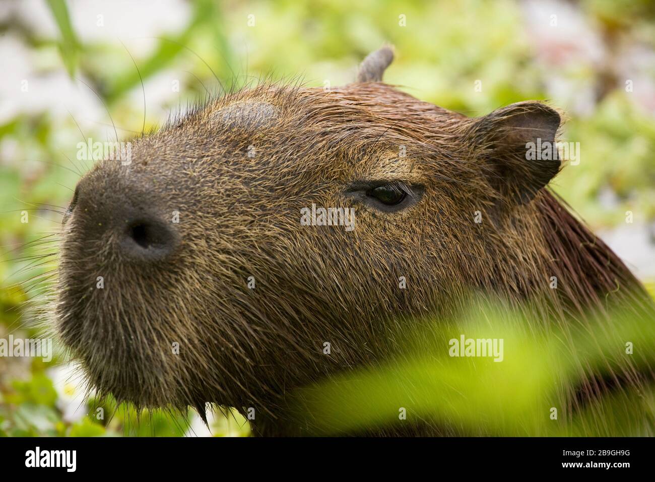 Capybara, Hydrochaeris hydrochaeris, in Pond Covered by Fencing ...
