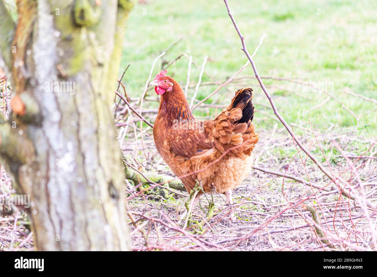 White polish rooster hi-res stock photography and images - Alamy