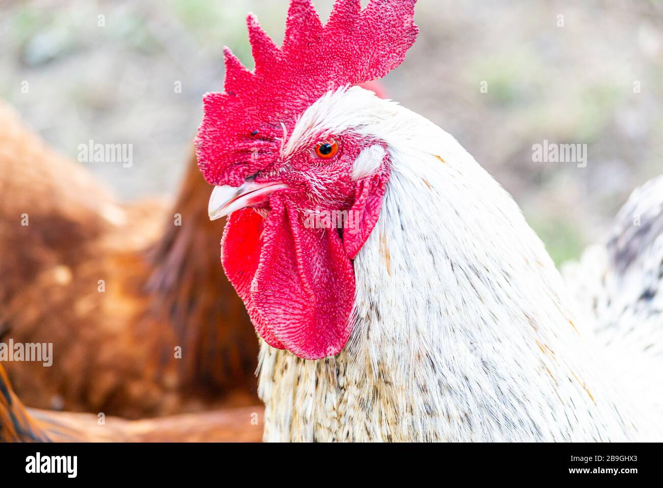 White polish rooster hi-res stock photography and images - Alamy