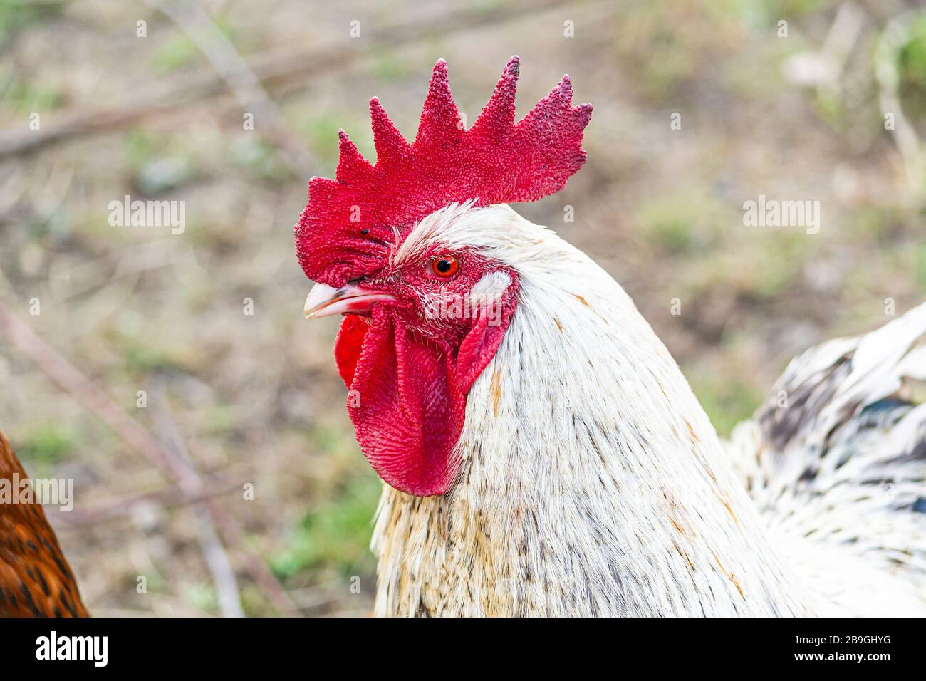 White polish rooster hi-res stock photography and images - Alamy