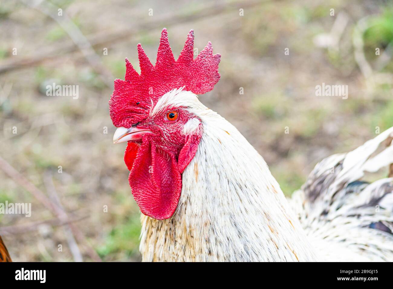 White polish rooster hi-res stock photography and images - Alamy
