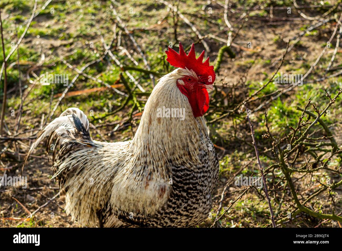 White polish rooster hi-res stock photography and images - Alamy