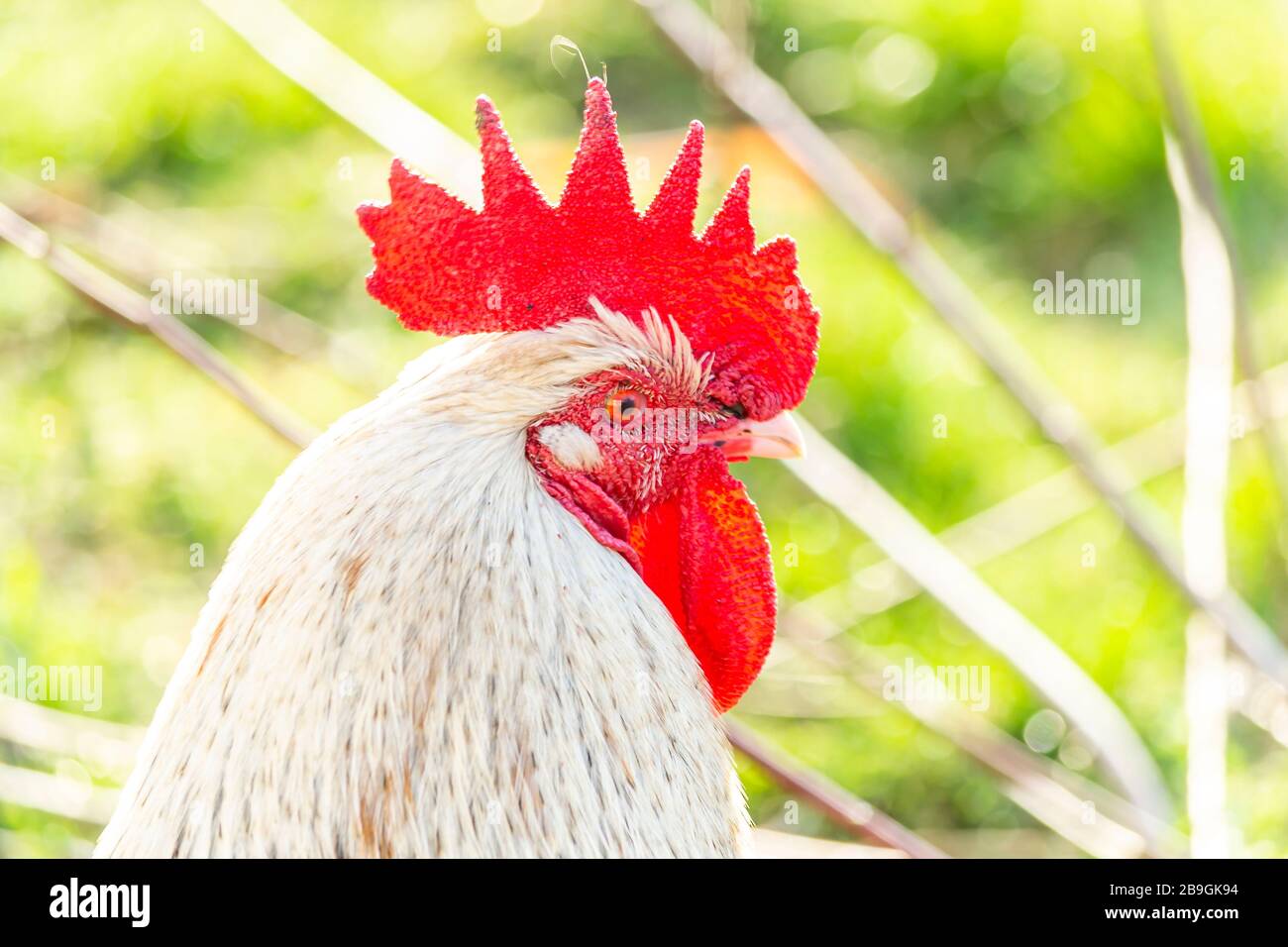 White polish rooster hi-res stock photography and images - Alamy