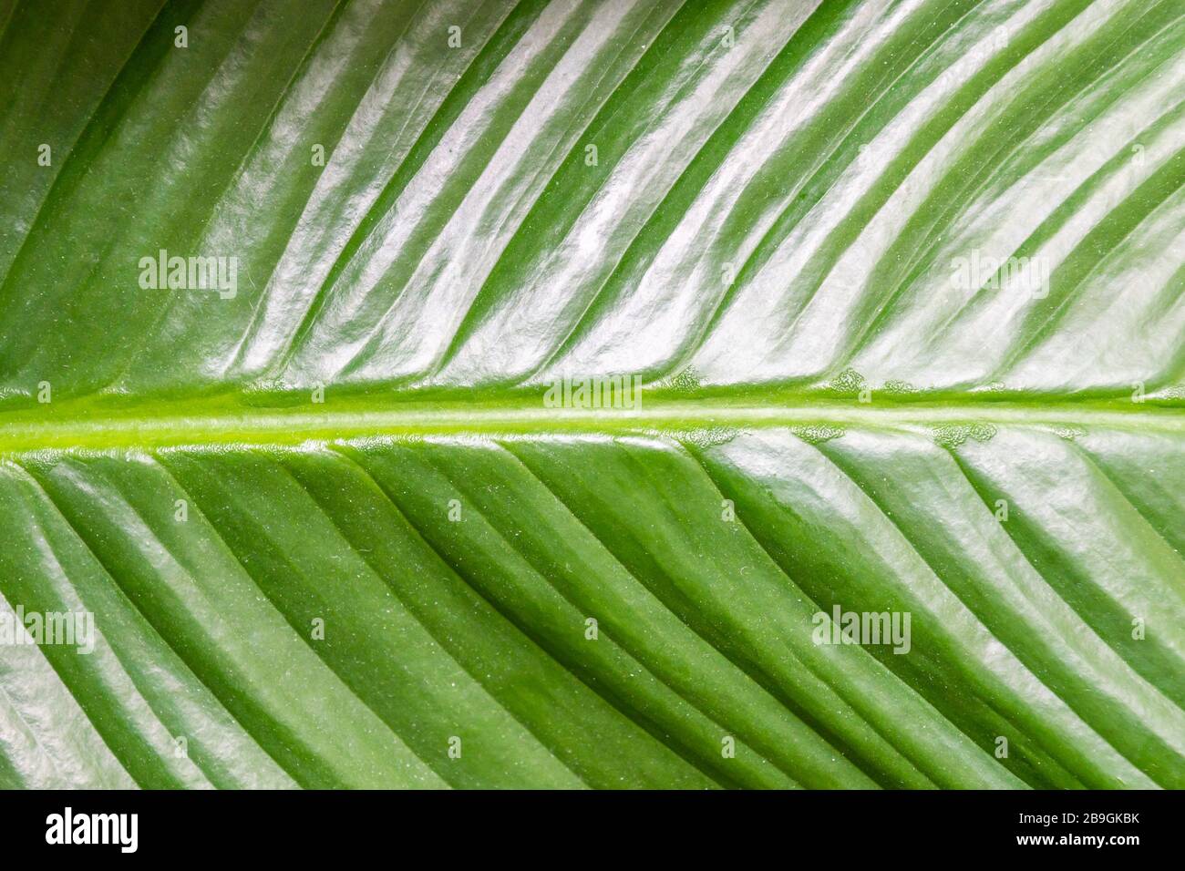Big green leaf shiny structure of a tropical plant leaf close up Stock ...