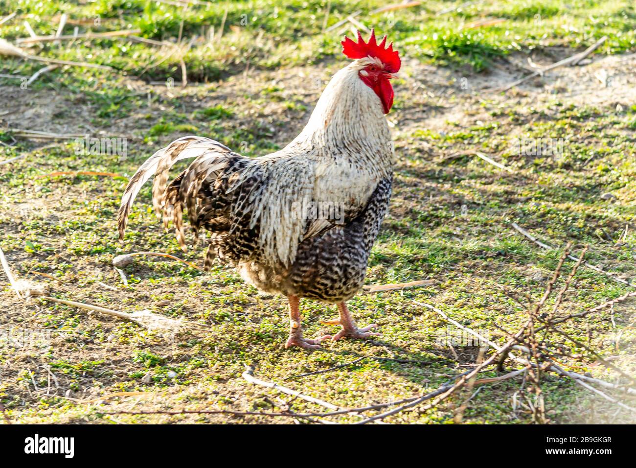 White polish rooster hi-res stock photography and images - Alamy
