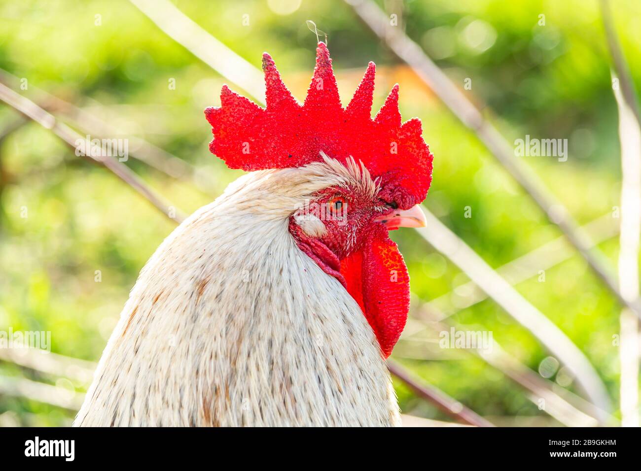 White polish rooster hi-res stock photography and images - Alamy