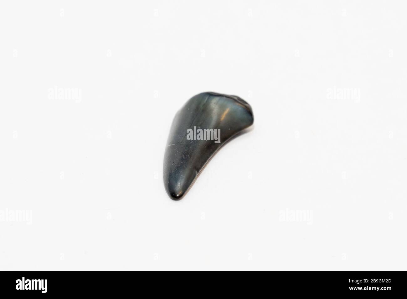 Shark detail Cut Out Stock Images & Pictures - Alamy
