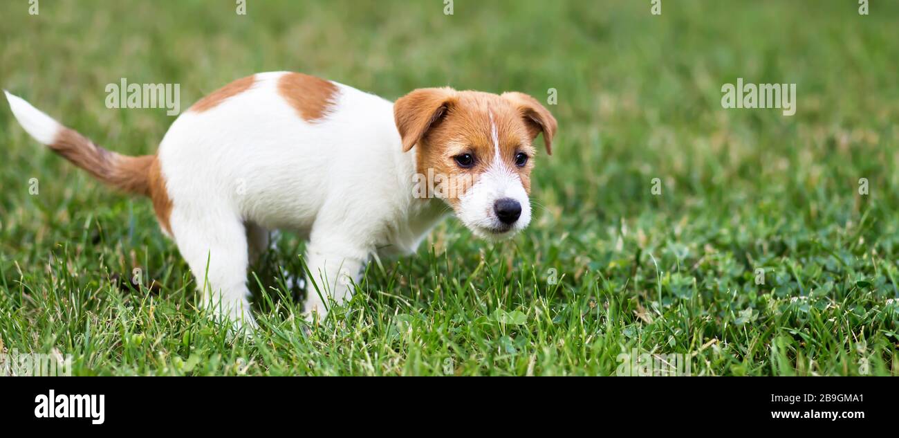 Cute dog puppy doing his toilet, defecated, pooping, pet excrement ...