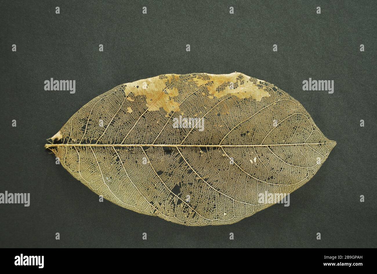 dry leaf decompose structure on black fabric background Stock Photo - Alamy