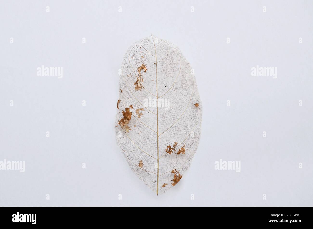 dry leaf decompose structure on white background Stock Photo - Alamy