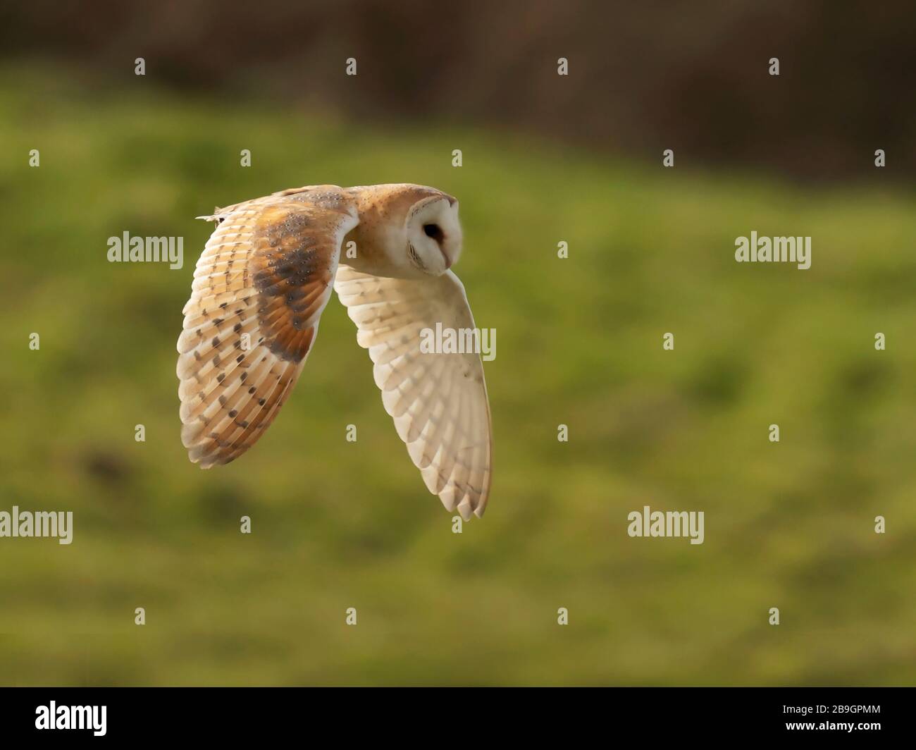 A wild Barn Owl (Tyto Alba) hunting over Cotswold grasslands Stock ...