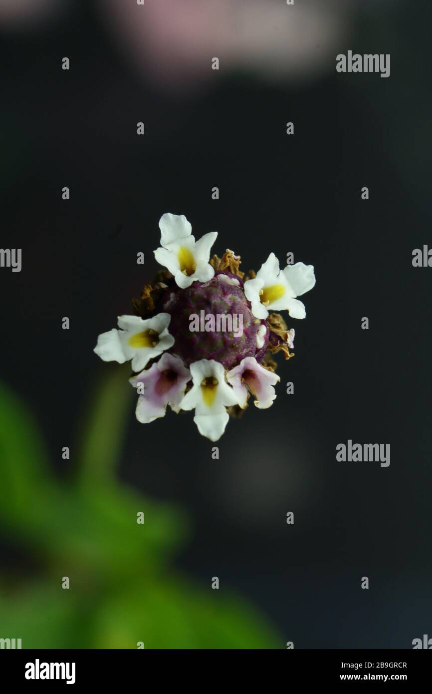 tiny little weed flower, grass flower, yard flower Stock Photo - Alamy