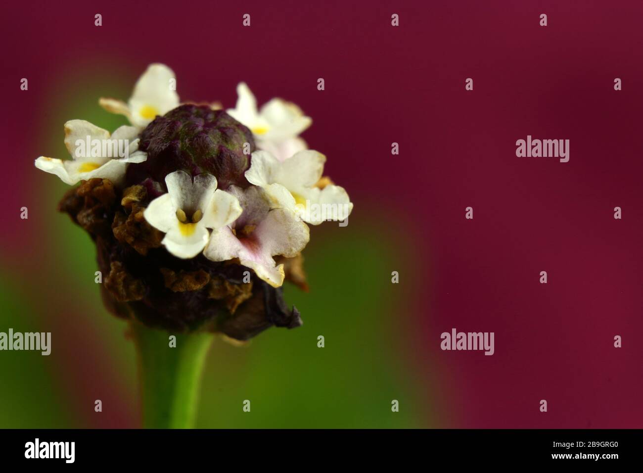tiny little weed flower, grass flower, yard flower Stock Photo - Alamy
