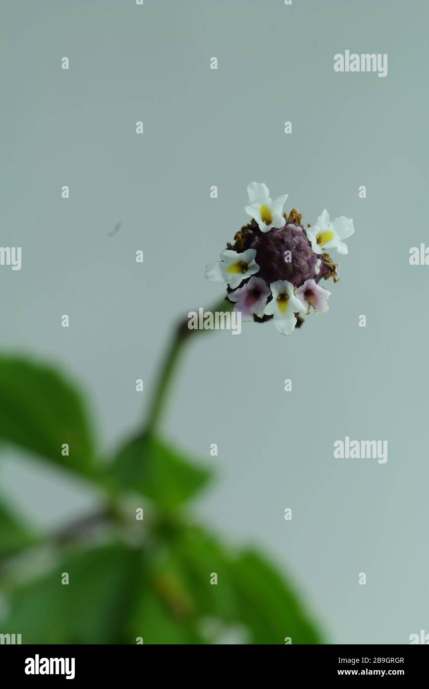tiny little weed flower, grass flower, yard flower Stock Photo - Alamy