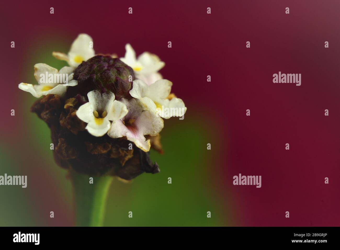 tiny little weed flower, grass flower, yard flower Stock Photo - Alamy
