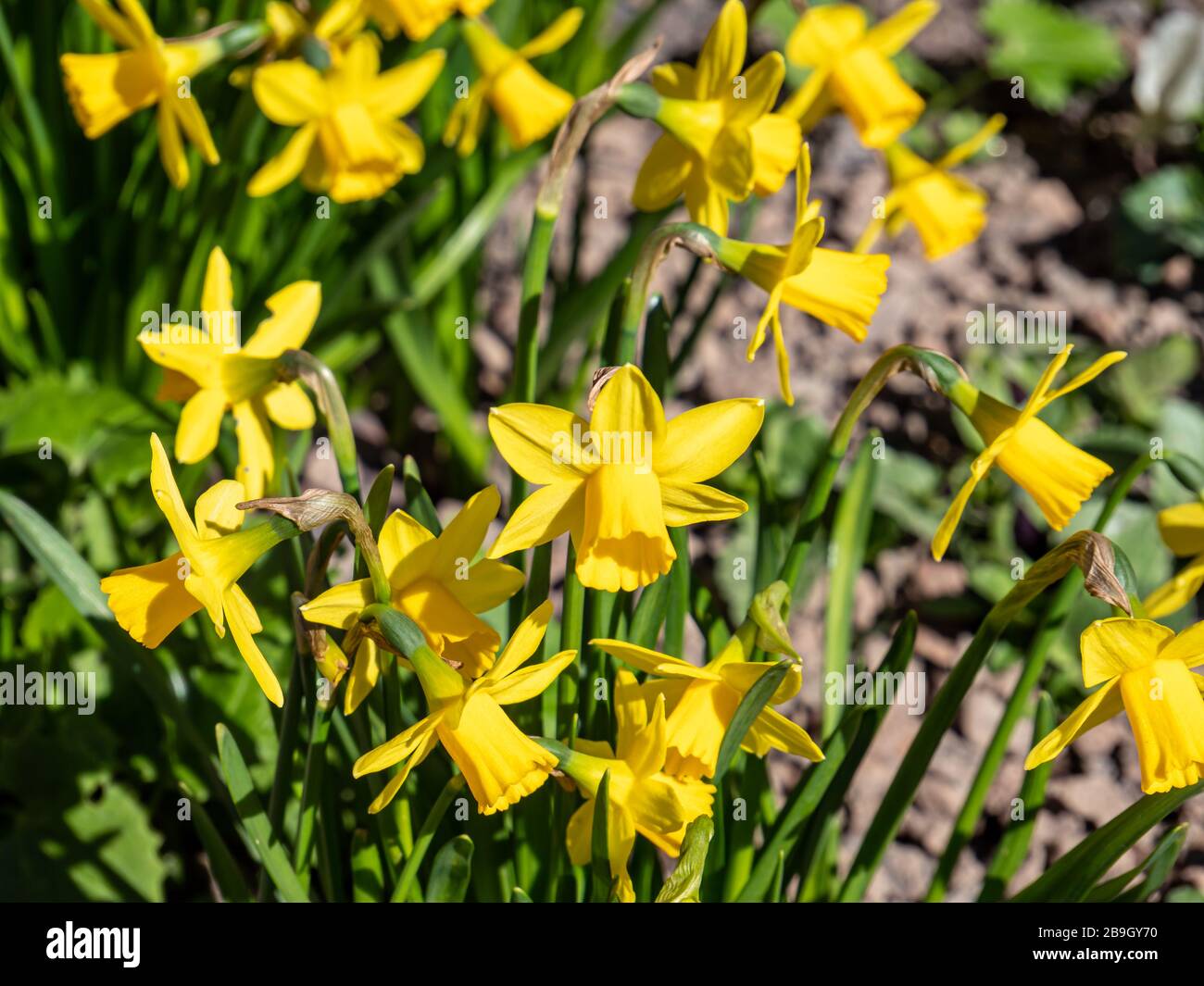 Beautiful daffodils in bloom hi-res stock photography and images - Alamy