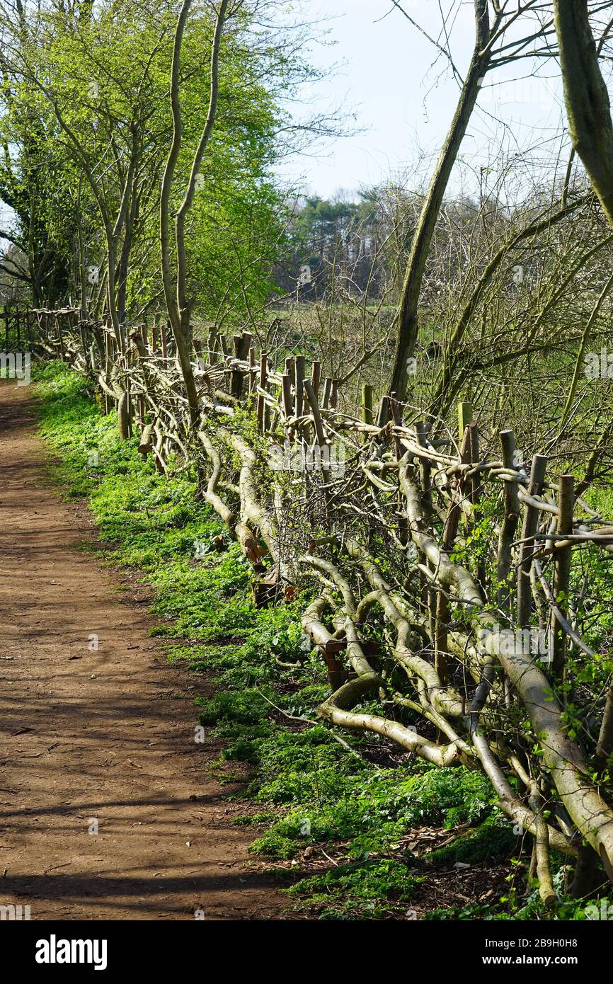 Newly laid hedge at the Harrold-Odell Country Park Stock Photo - Alamy
