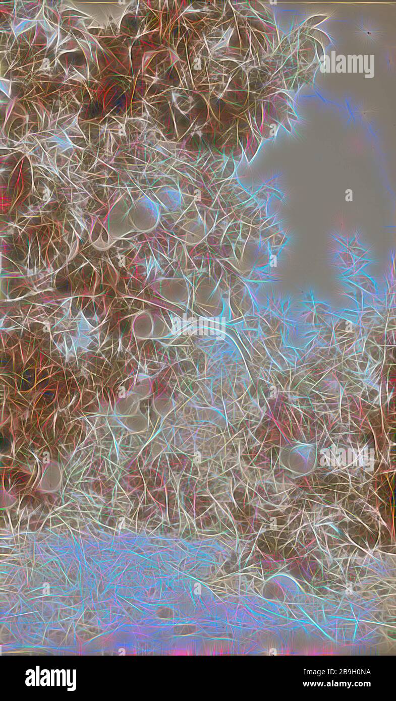 Orange tree, near Amman, April 19, 1935. 1935, Jordan, Amman Stock ...