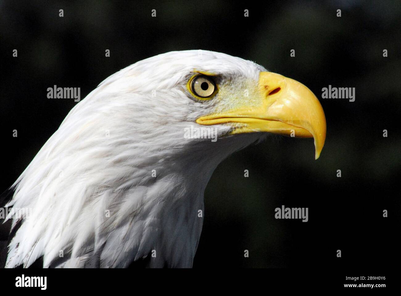 Bald Eagle Taiga Biome