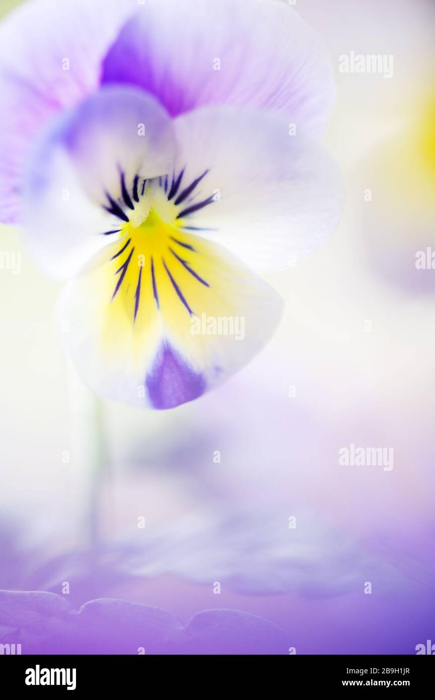 Pansy viola sp flower hi-res stock photography and images - Alamy