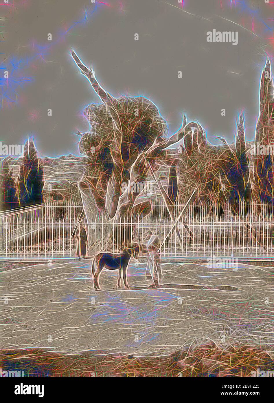 Road to Hebron, Mar Saba, Abraham's Oak. 1900, West Bank, Hebron Stock ...