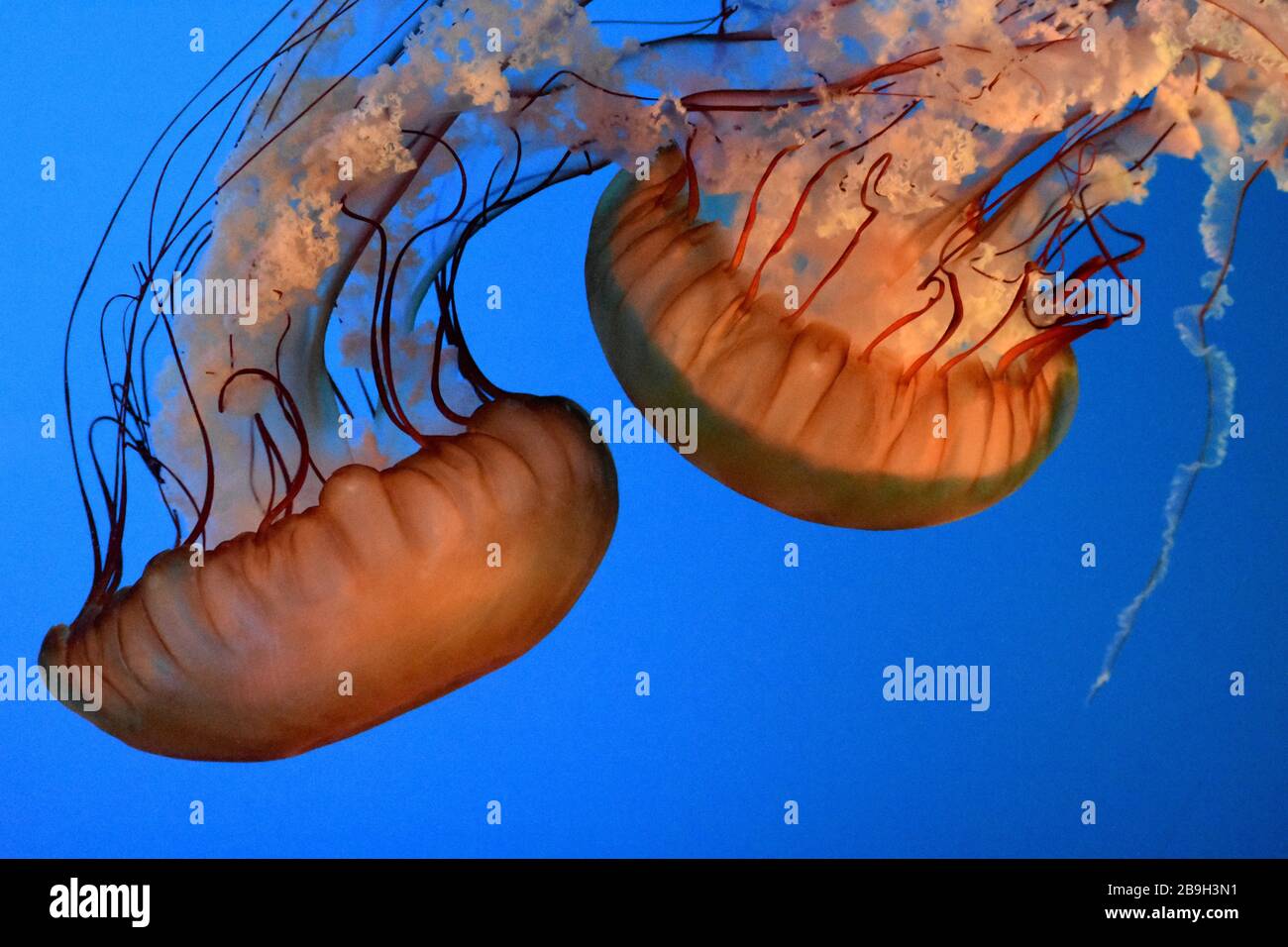 Jellyfish from Aquarium of Quebec, Quebec City, Canada Stock Photo - Alamy