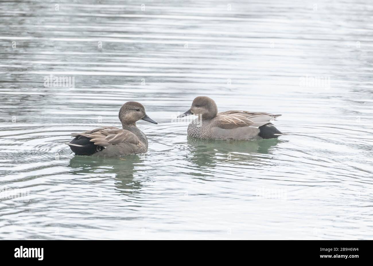 Female Gadwall High Resolution Stock Photography and Images - Alamy