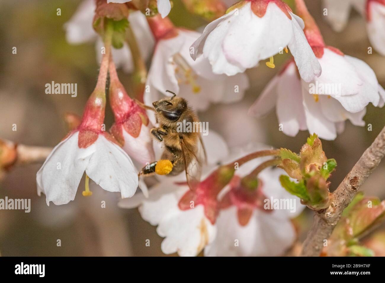 Pollen sac on bee leg hi-res stock photography and images - Alamy