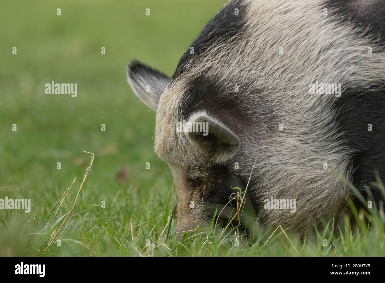 A black and white pig eating grass Stock Photo - Alamy