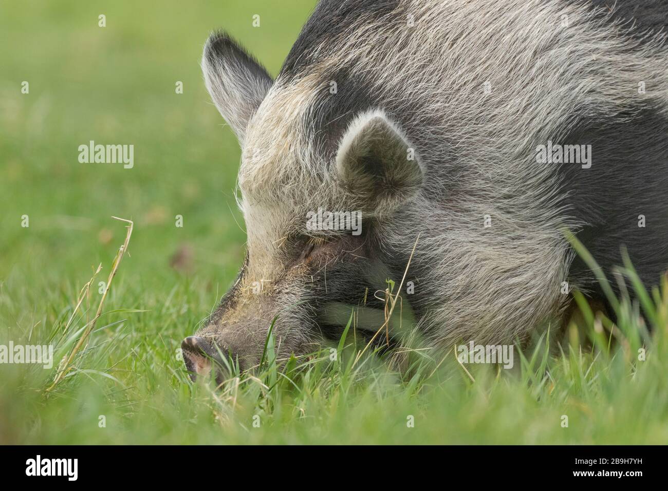 Black spotted pig hi-res stock photography and images - Alamy