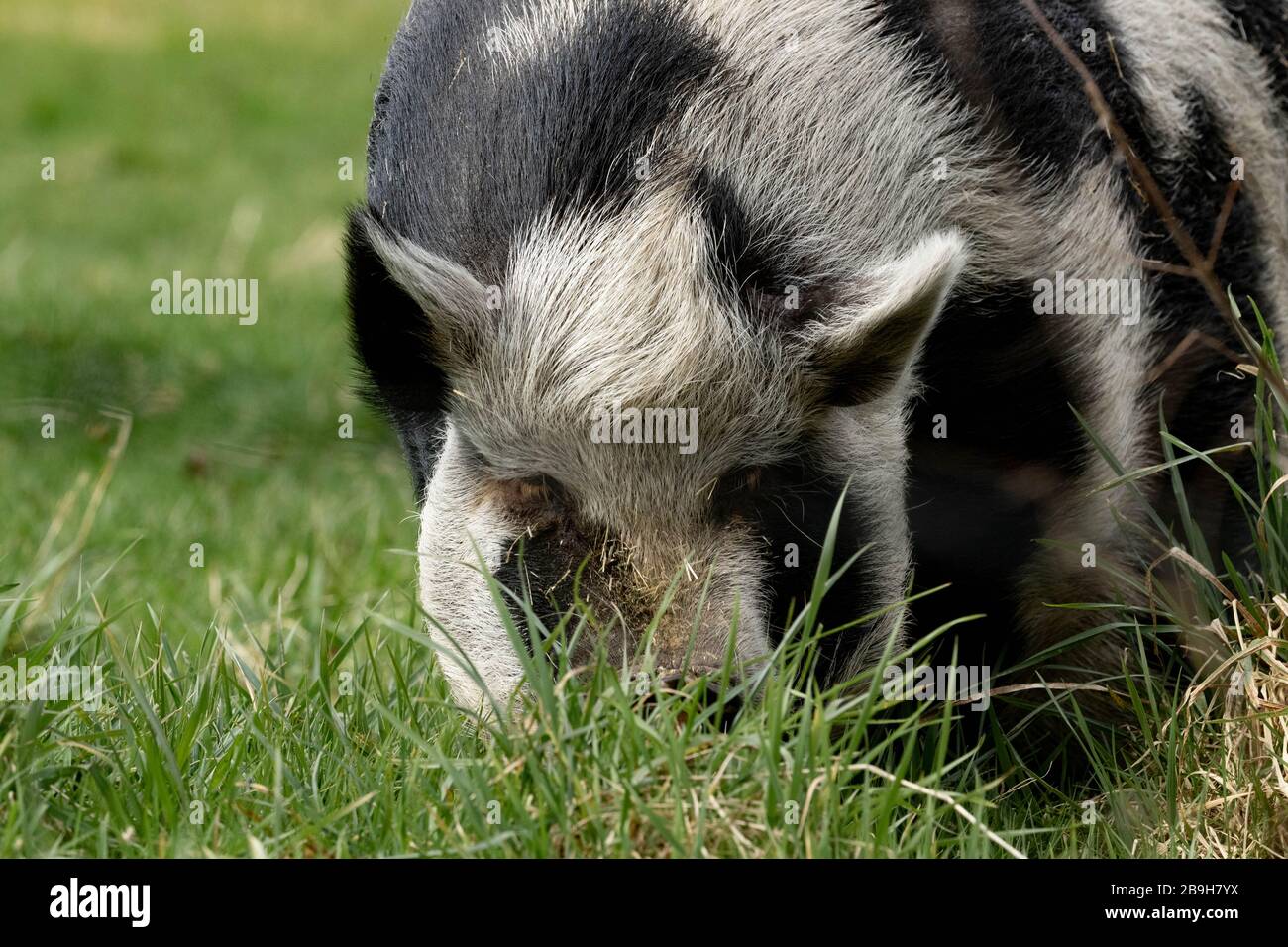 A black and white pig eating grass Stock Photo - Alamy