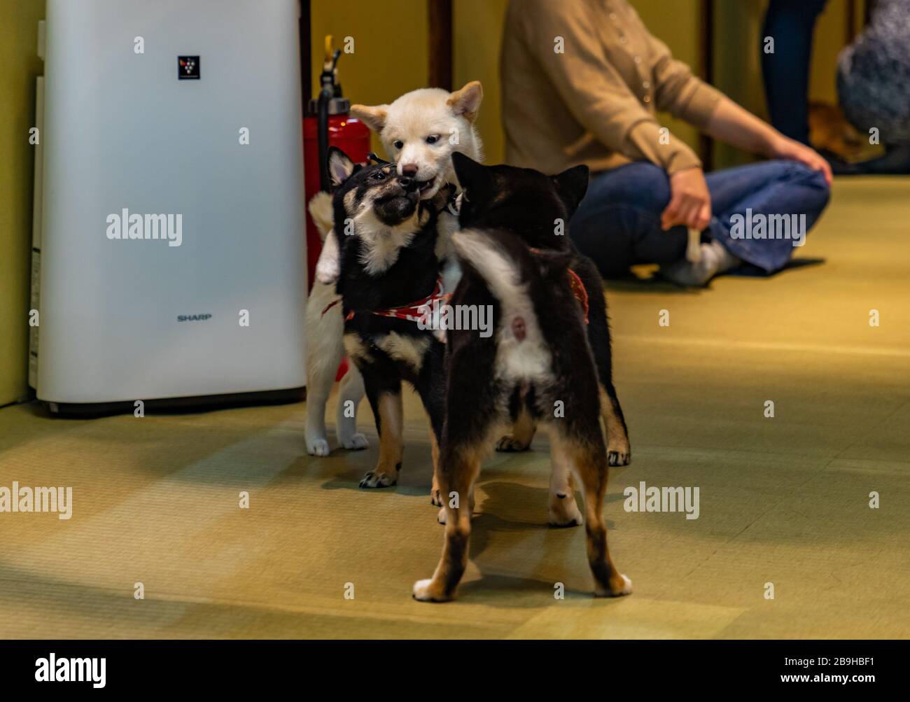 A picture of two Mame Shiba Inus playing inside a dog cafe Stock Photo ...
