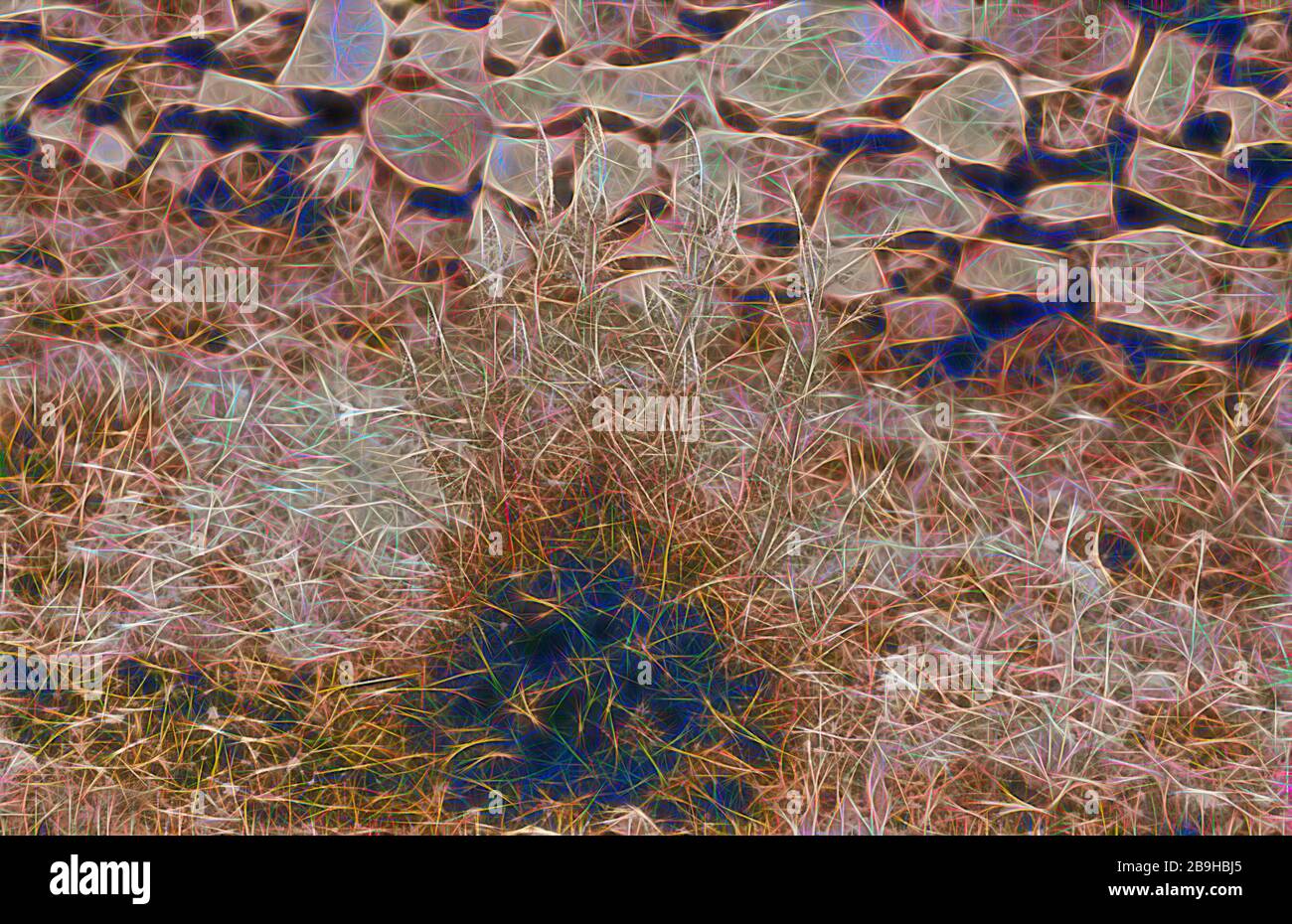 Wild flowers of Palestine. White mignonette (Reseda alba L.). 1900 ...