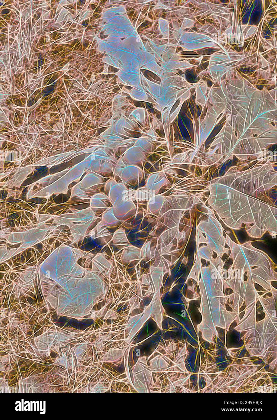 Wild flowers of Palestine. Mandrake with fruit (Mandragora officinarum ...