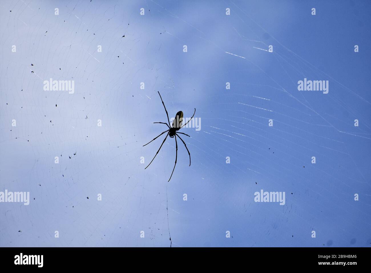 Deadly spiders hi-res stock photography and images - Alamy
