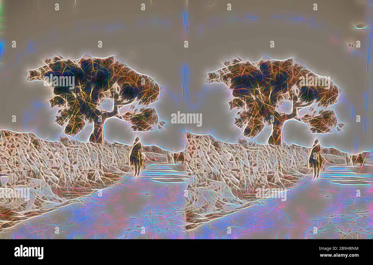 Trees and shrubs Hackberry. (Celtis australis L.). 1900, Middle East ...
