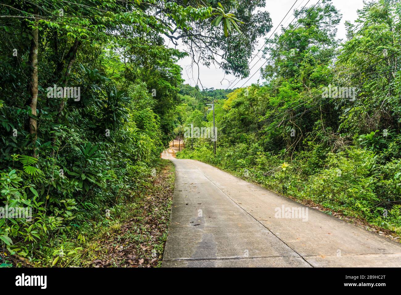 Rural country slope road with green tree forest, Winding road Stock ...