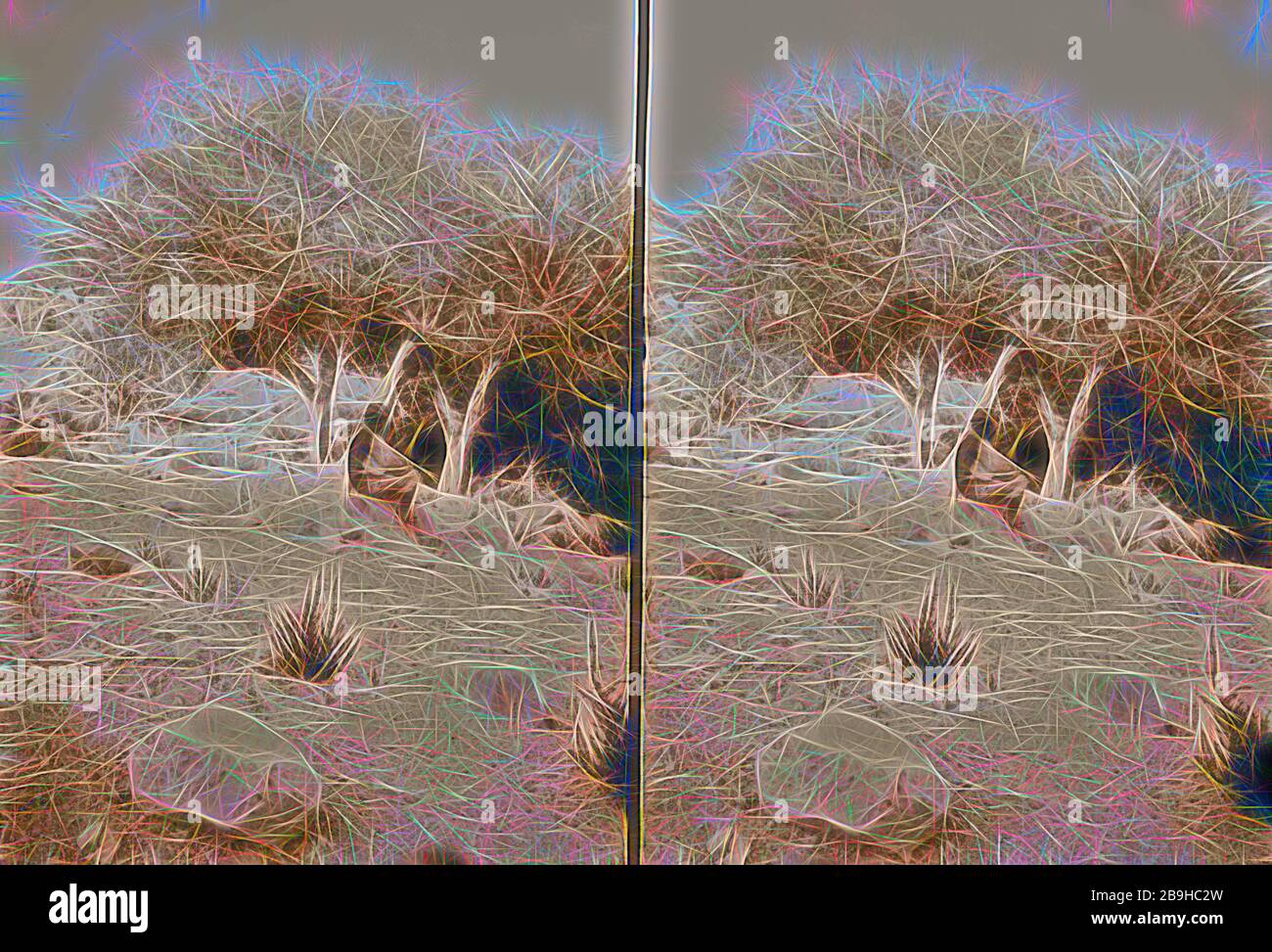 Trees and shrubs Moringa trees at the Dead Sea. (M. aptera Gaertn ...