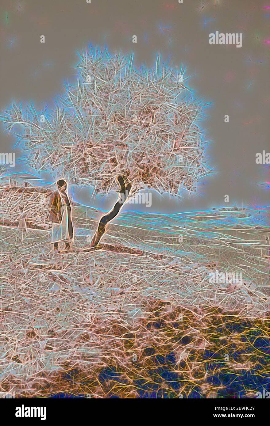 Trees and shrubs Almond tree in blossom. (Amygdalus communis L.). 1900 ...