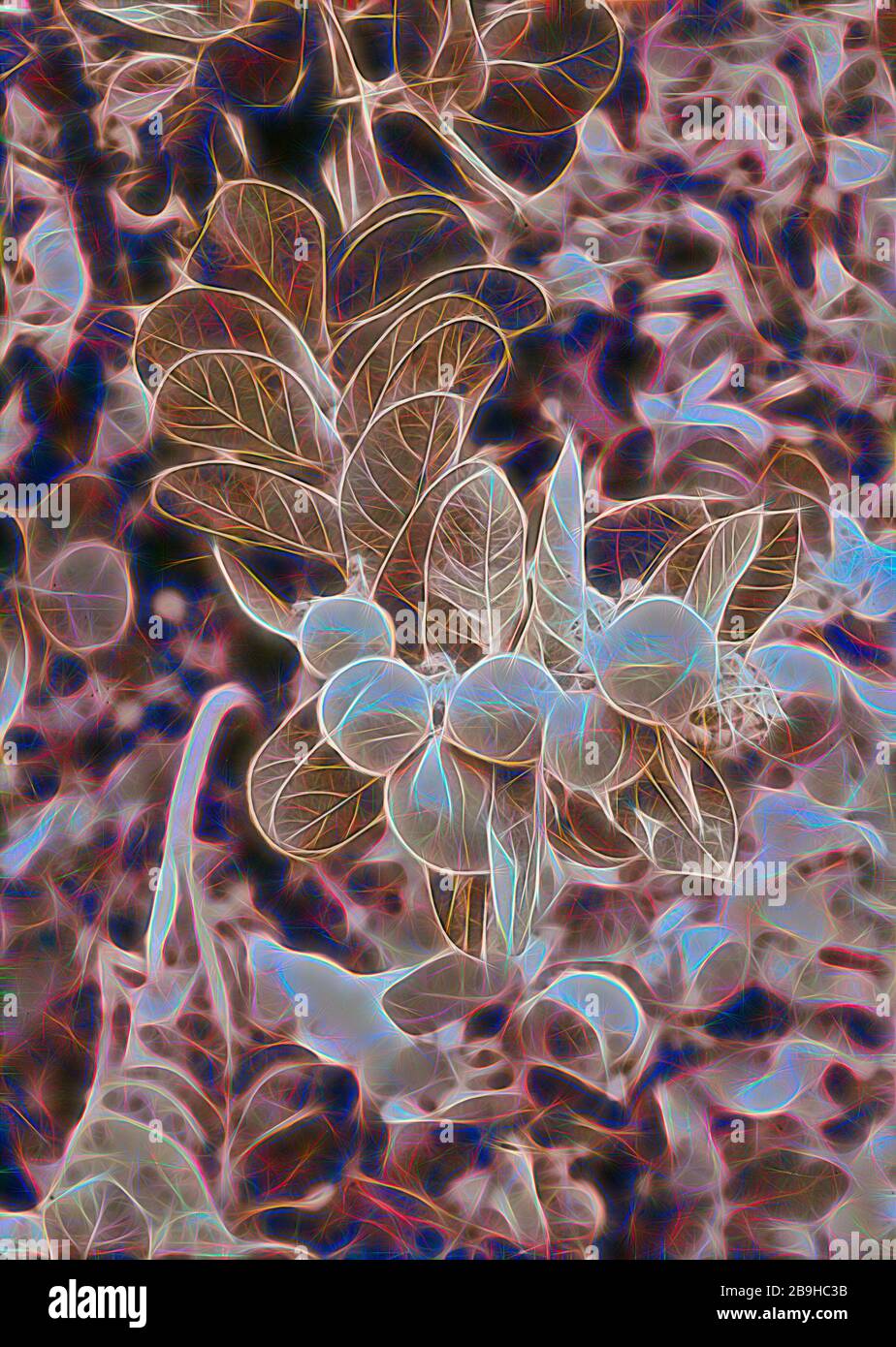 Trees and shrubs. Sodom apples, Engedi. (Calotropis procera R. Br ...