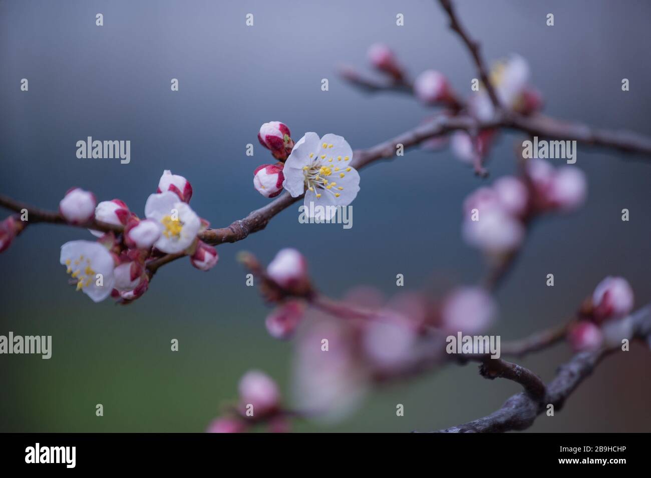 Spring flowering of cherry tree against the sky close-up. Trees bloom ...
